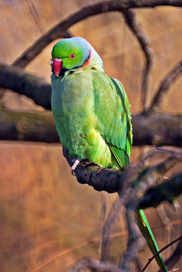 The parrot : Seeker of eternal life from the “Conference of the Birds ...